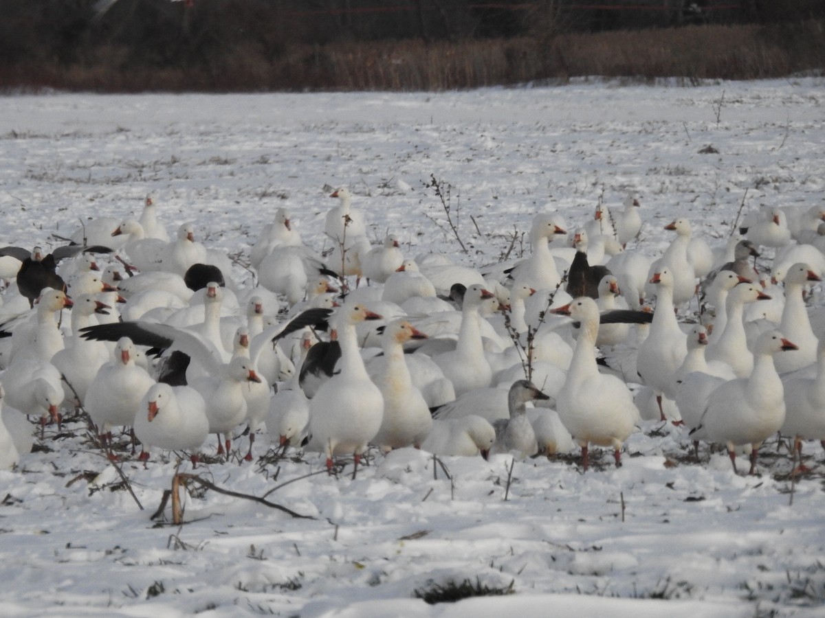eBird Checklist - 9 Jan 2025 - Prime Hook NWR--Fowler Beach Rd./Fowler ...