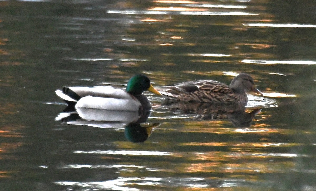 eBird Checklist - 9 Jan 2025 - Home, Kitty Hawk Bay Dr., Colington ...