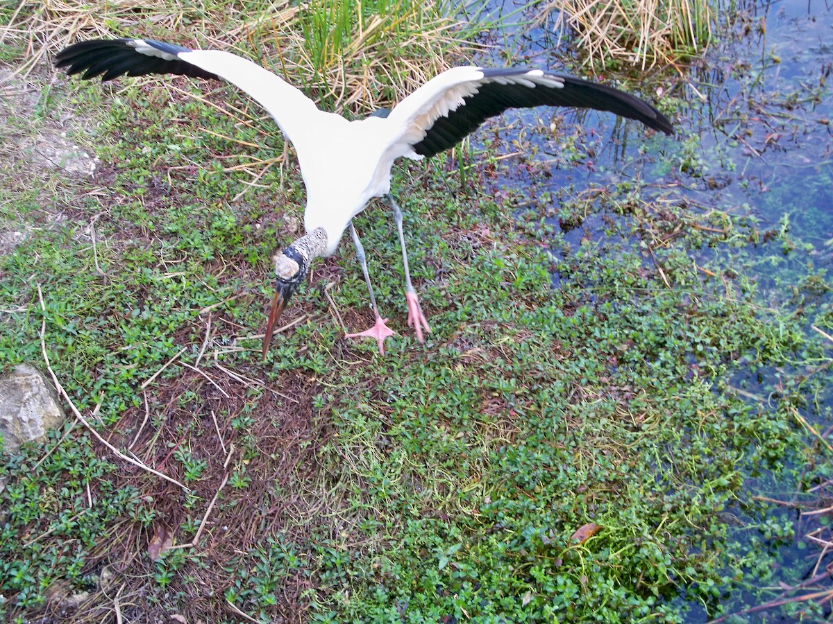 eBird Checklist - 13 Feb 2013 - Everglades NP--Anhinga Trail - 20 species