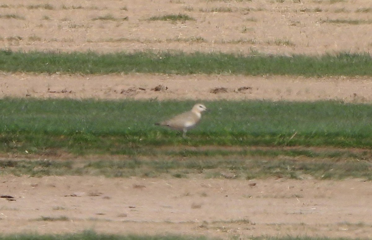 eBird Checklist - 9 Jan 2025 - Evergreen Turf Sod Farm--Tweedy/Pretzer ...