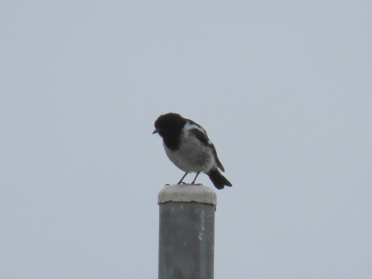eBird Checklist - 10 Jan 2025 - Naas Road at Spring Station Creek - 16 ...