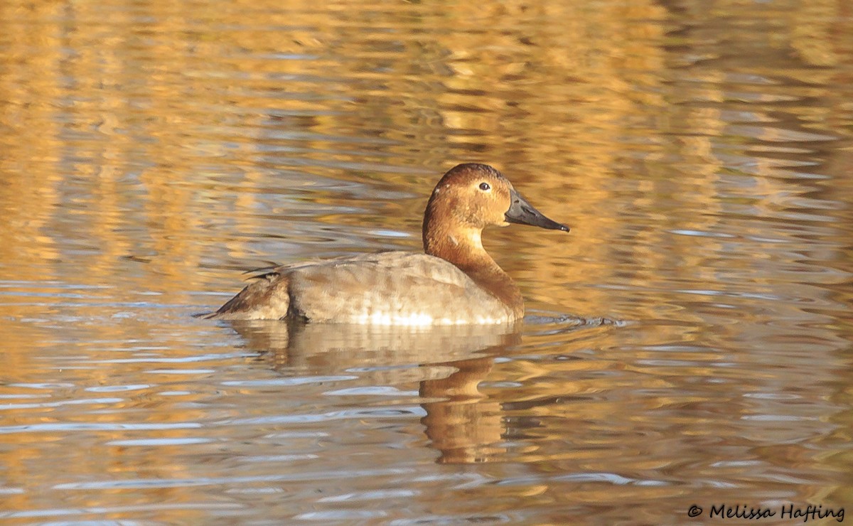 eBird Checklist - 9 Jan 2025 - Reifel Bird Sanctuary - 62 species (+1 ...