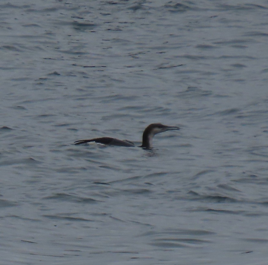 eBird Checklist - 9 Jan 2025 - Port Angeles waterfront - 22 species (+2 ...