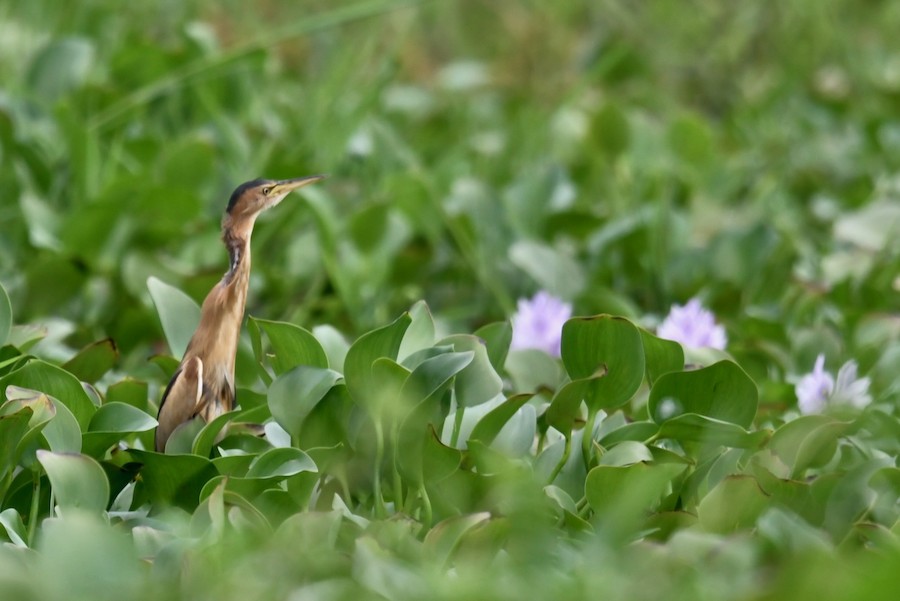 Little Bittern (Madagascar) - eBird