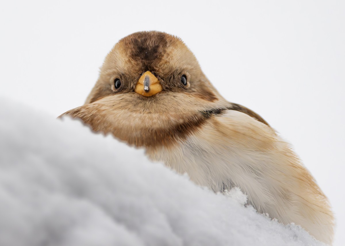 ML628855915 - Snow Bunting - Macaulay Library