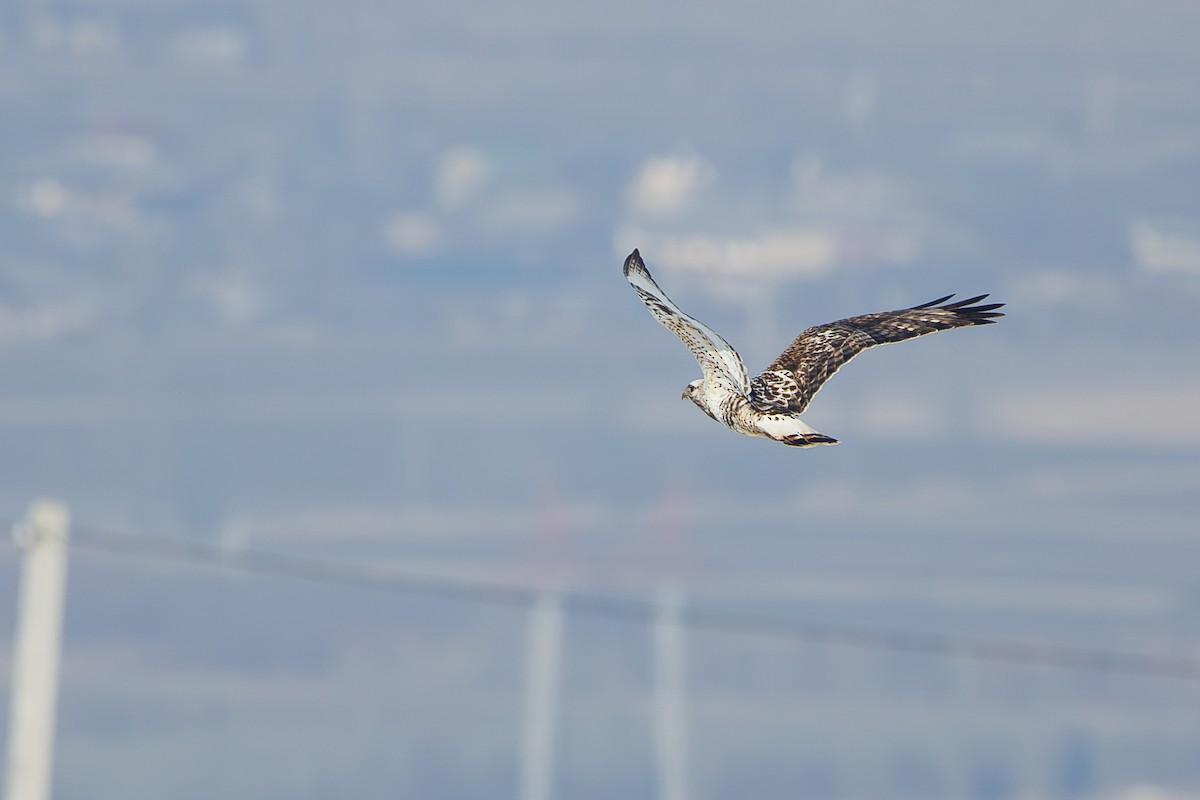 eBird Checklist - 9 Jan 2025 - Kvernaki Ridge (Emerald Network Site ...