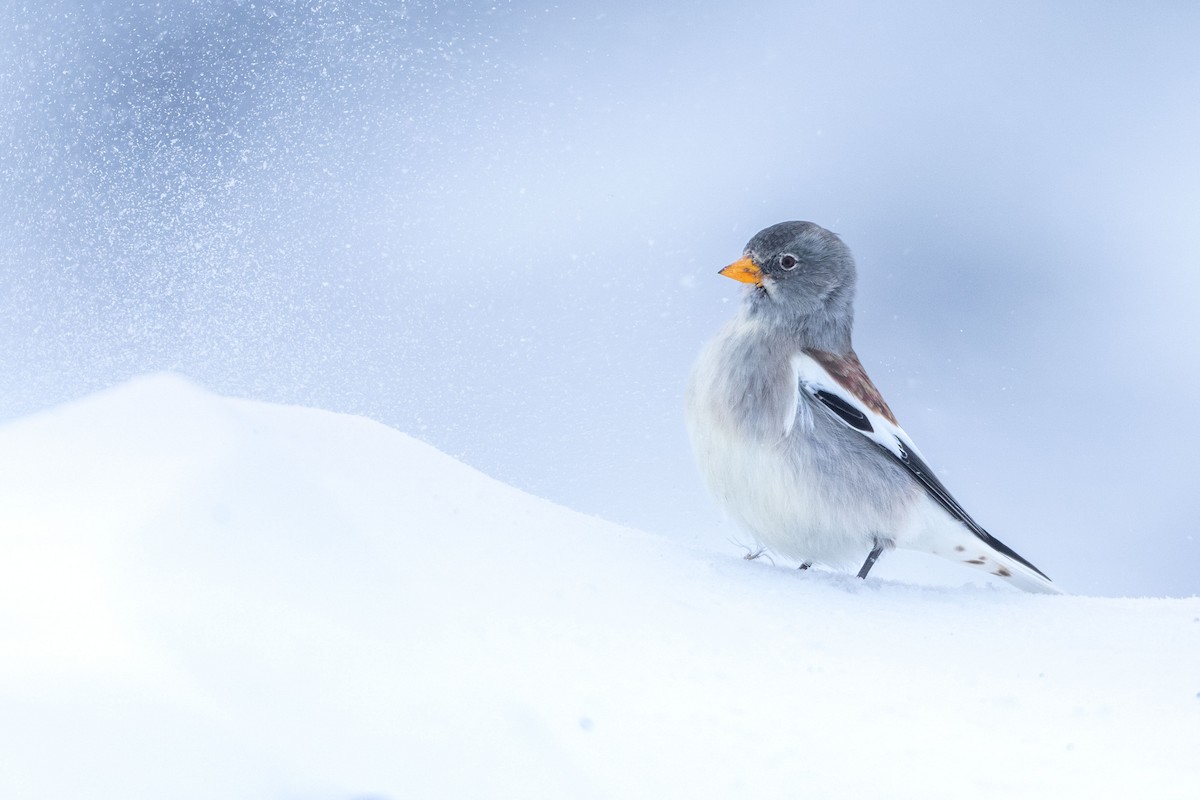 ML628866165 - White-winged Snowfinch - Macaulay Library