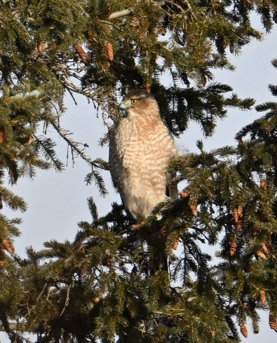 ML628866173 - Cooper's Hawk - Macaulay Library