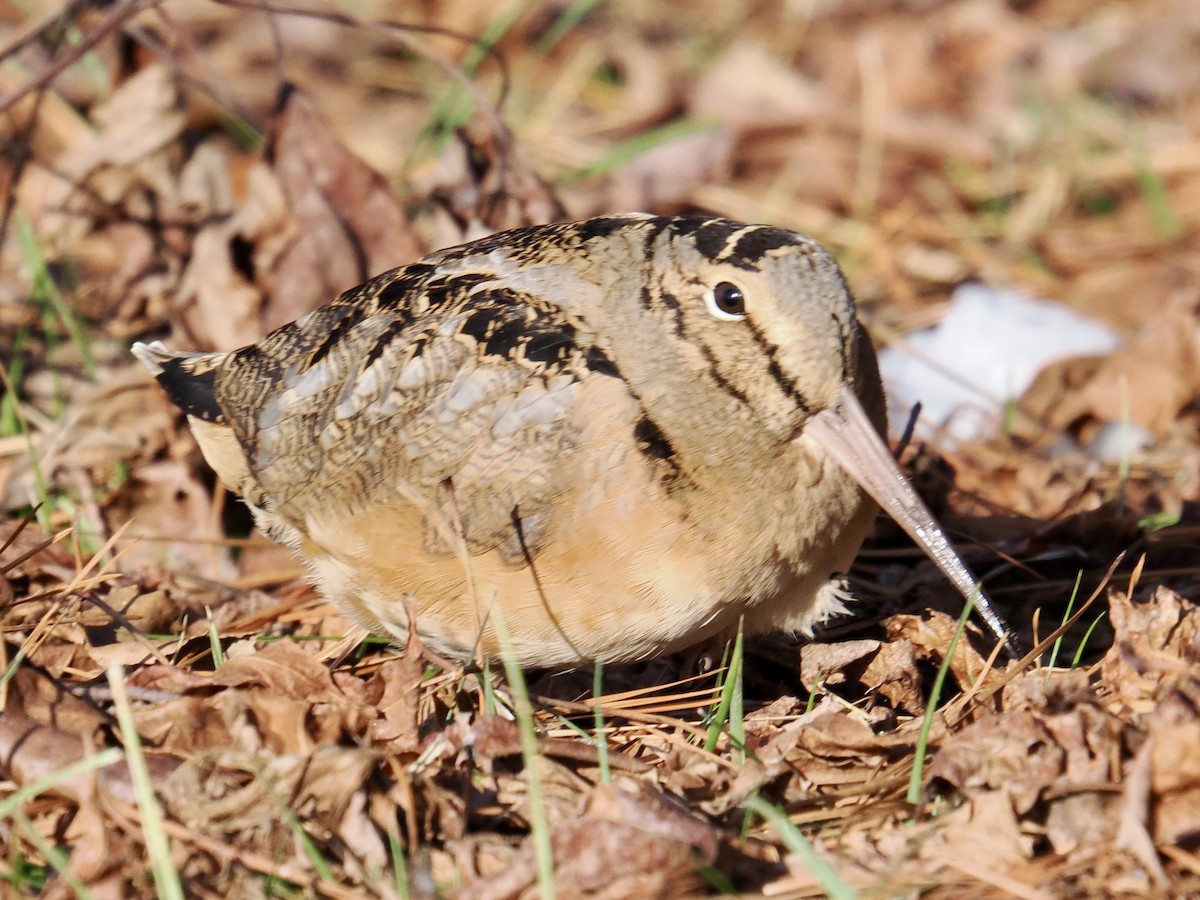 eBird Checklist - 10 Jan 2025 - Blackwater NWR--Wildlife Drive - 58 species