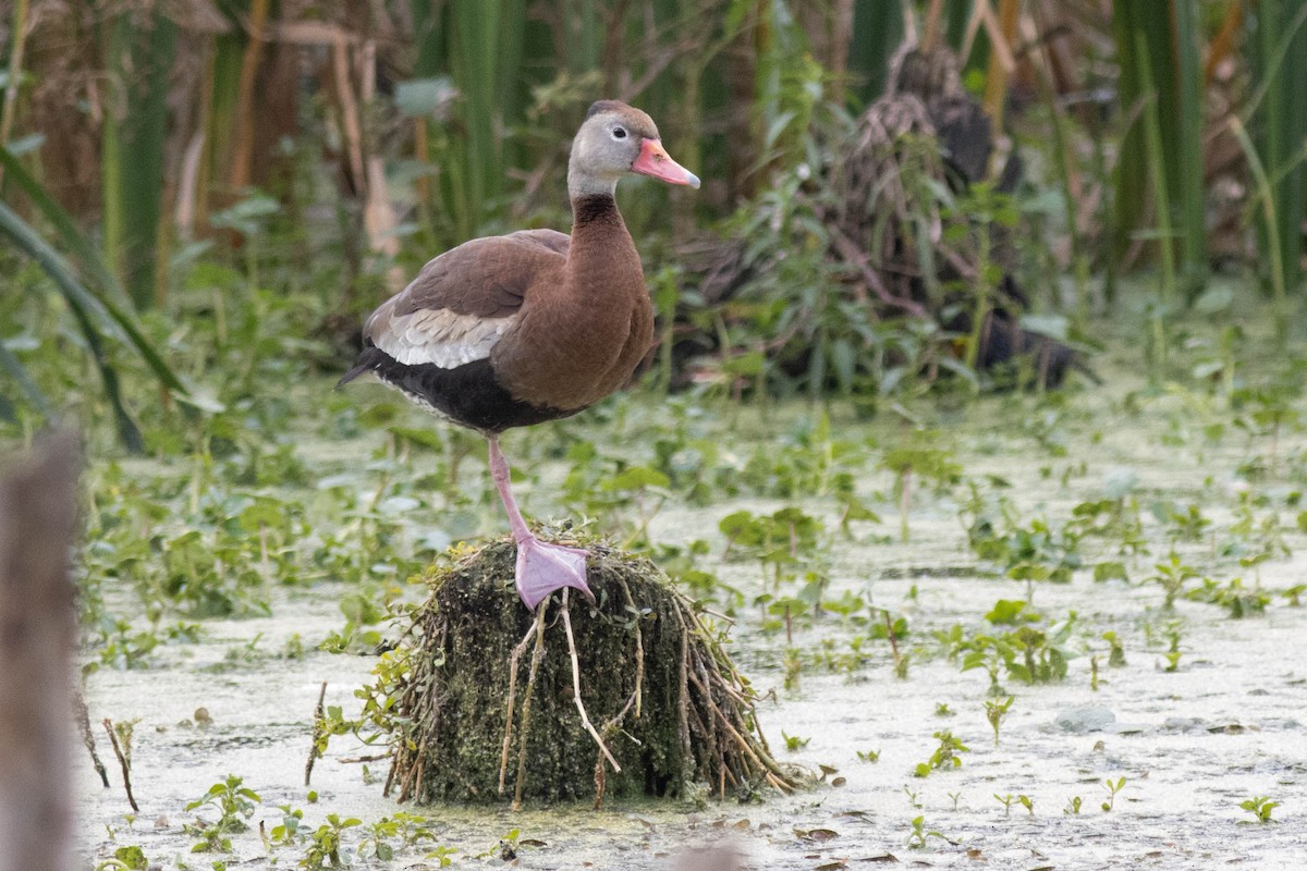 eBird Checklist - 19 Nov 2024 - Pinckney Island NWR - 53 species