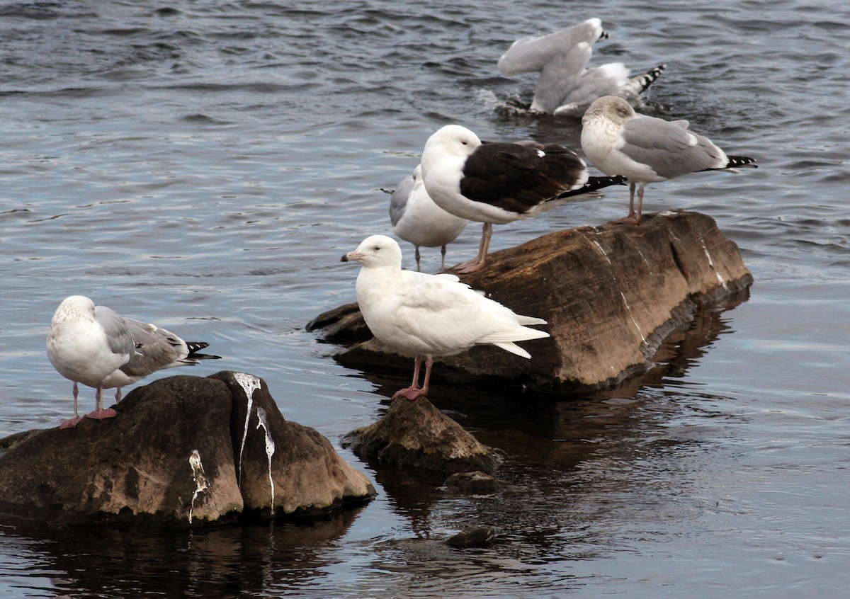 eBird Checklist - 20 Feb 2010 - Delaware River, from Morrisville Levee ...