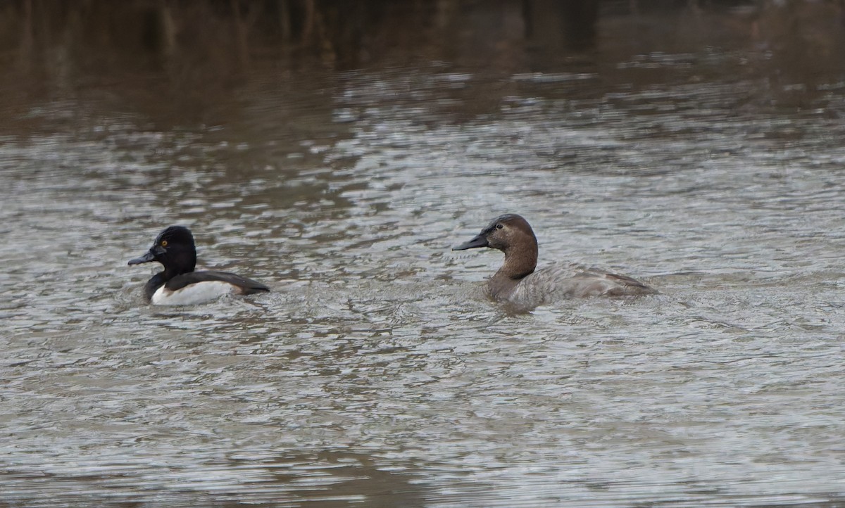 eBird Checklist - 10 Jan 2025 - Reifel Bird Sanctuary - 10 species
