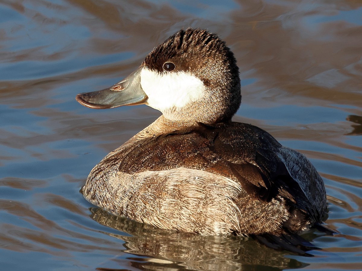 eBird Checklist - 10 Jan 2025 - Swan Harbor Farm Park - 20 species