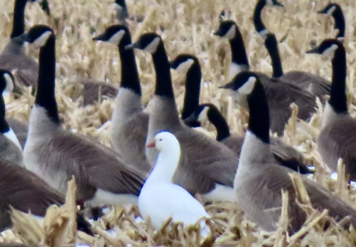 eBird Checklist - 10 Jan 2025 - Ross’s Goose spot - 4 species