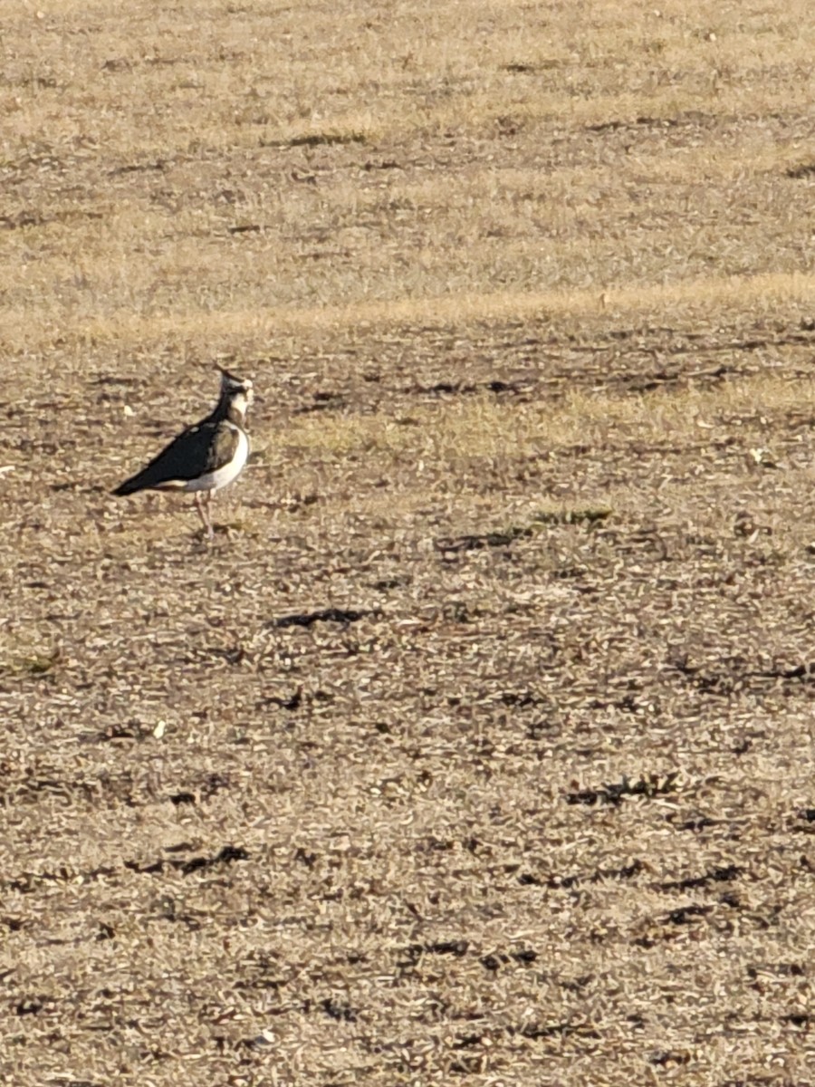 eBird Checklist - 10 Jan 2025 - Fort Rodman - 16 species