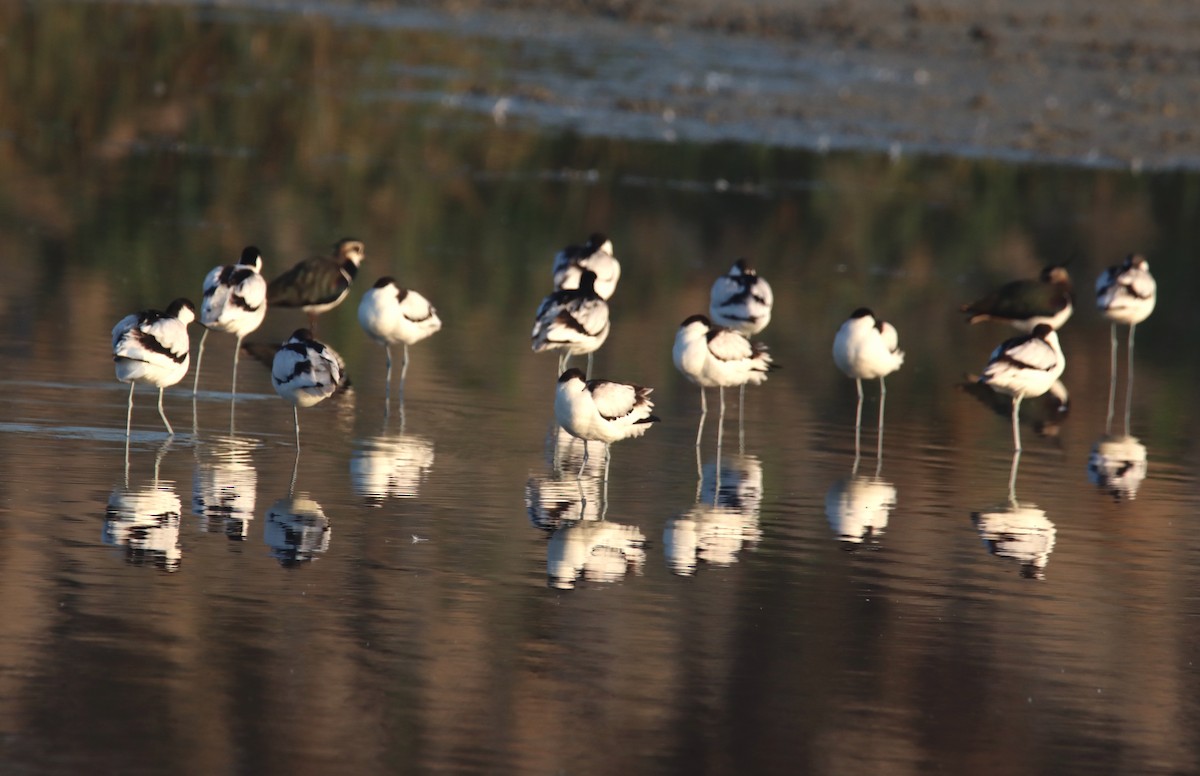 eBird Checklist - 10 Jan 2025 - Kfar Ruppin fishponds בריכות כפר רופין ...