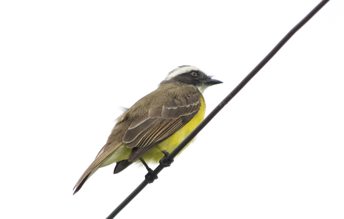 ML628876556 - Social Flycatcher (Social) - Macaulay Library