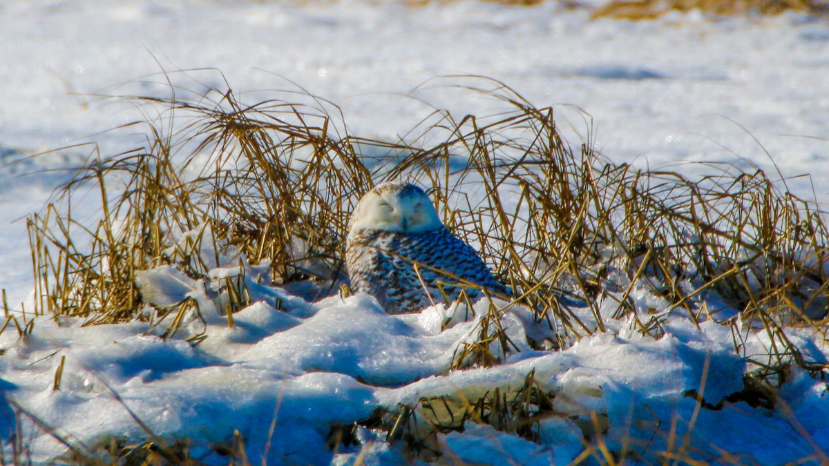 eBird Checklist - 10 Jan 2025 - Gurnet Point, Plymouth, Ma - 2 species