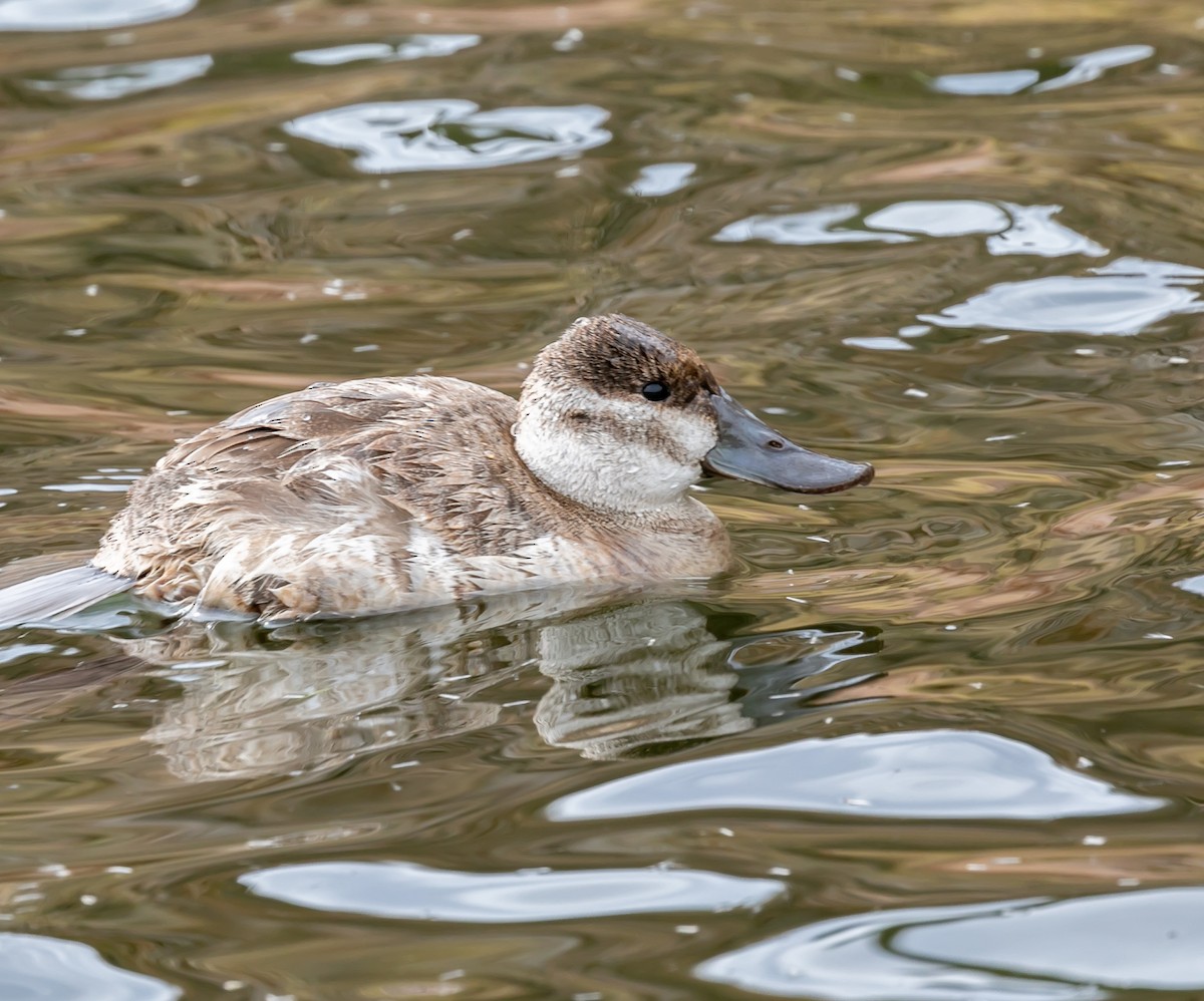 ML628878182 - Ruddy Duck - Macaulay Library