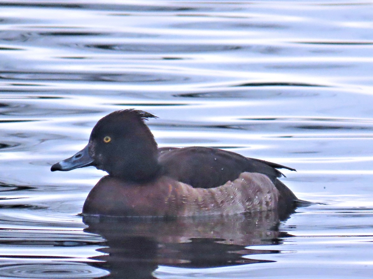 ML628879657 - Tufted Duck - Macaulay Library