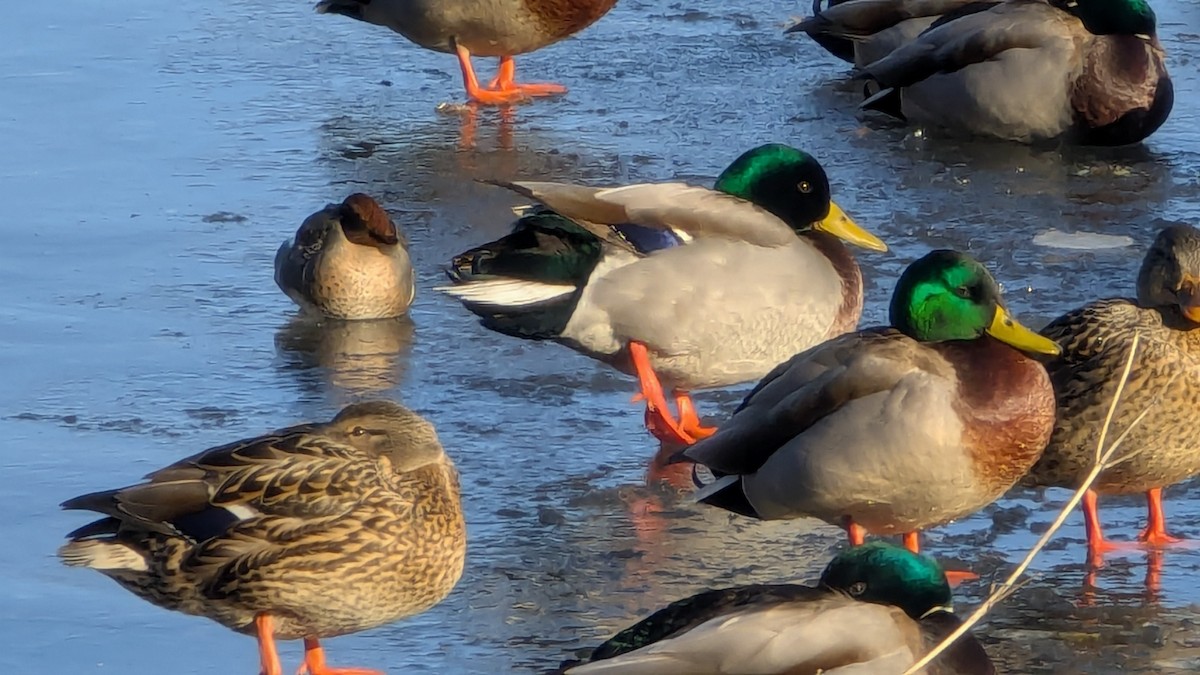 eBird Checklist - 10 Jan 2025 - Cape Neddick Light - 14 species