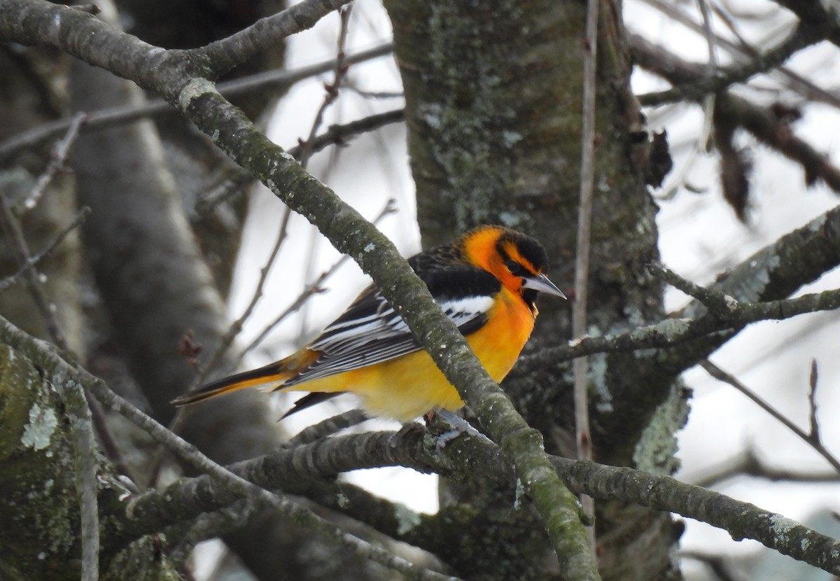Pennsylvania Bird Atlas Checklist - 10 Jan 2025 - 82 Troup Lane ...