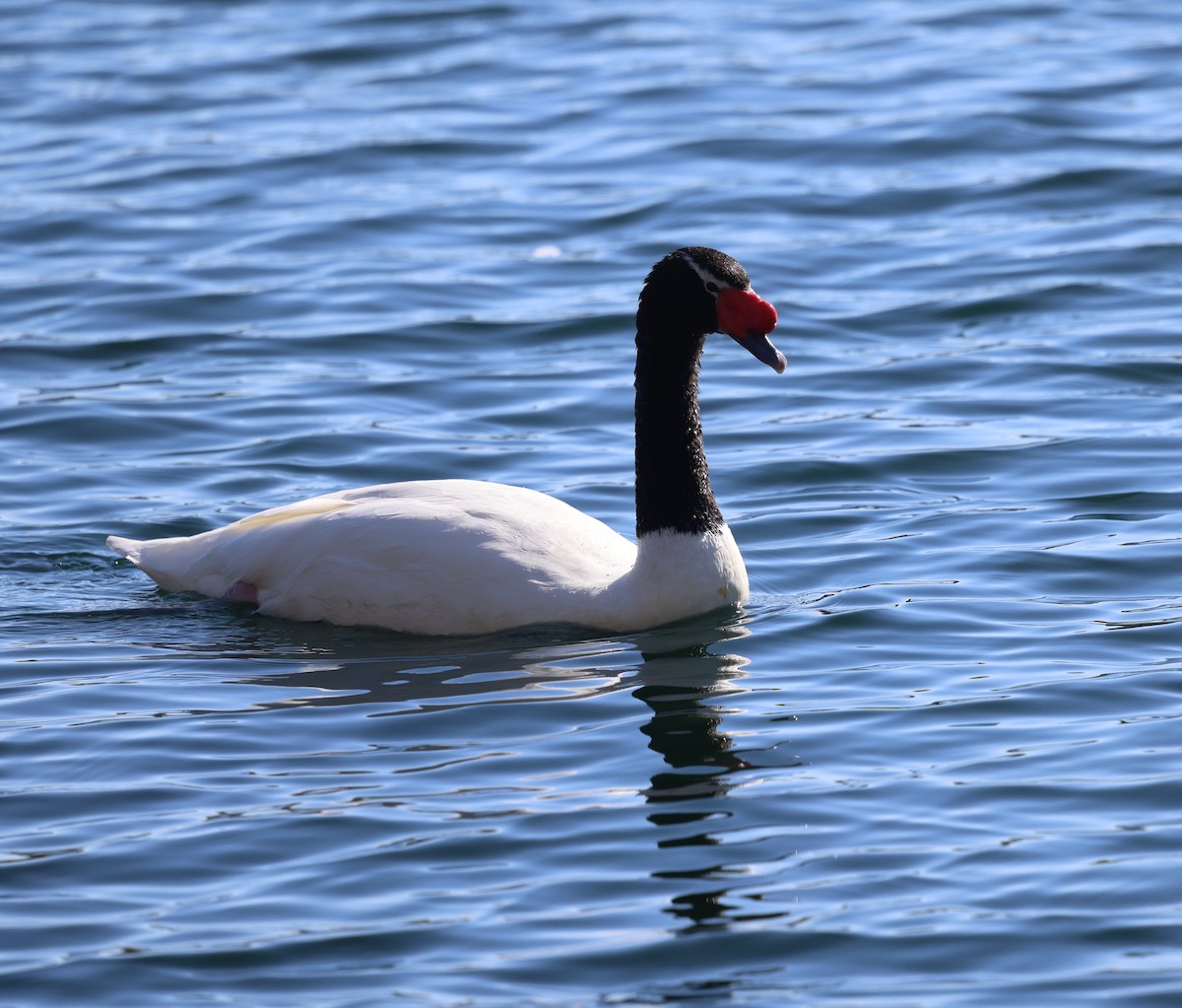eBird Checklist - 10 Jan 2025 - Lake Eola Park (please do not list ...