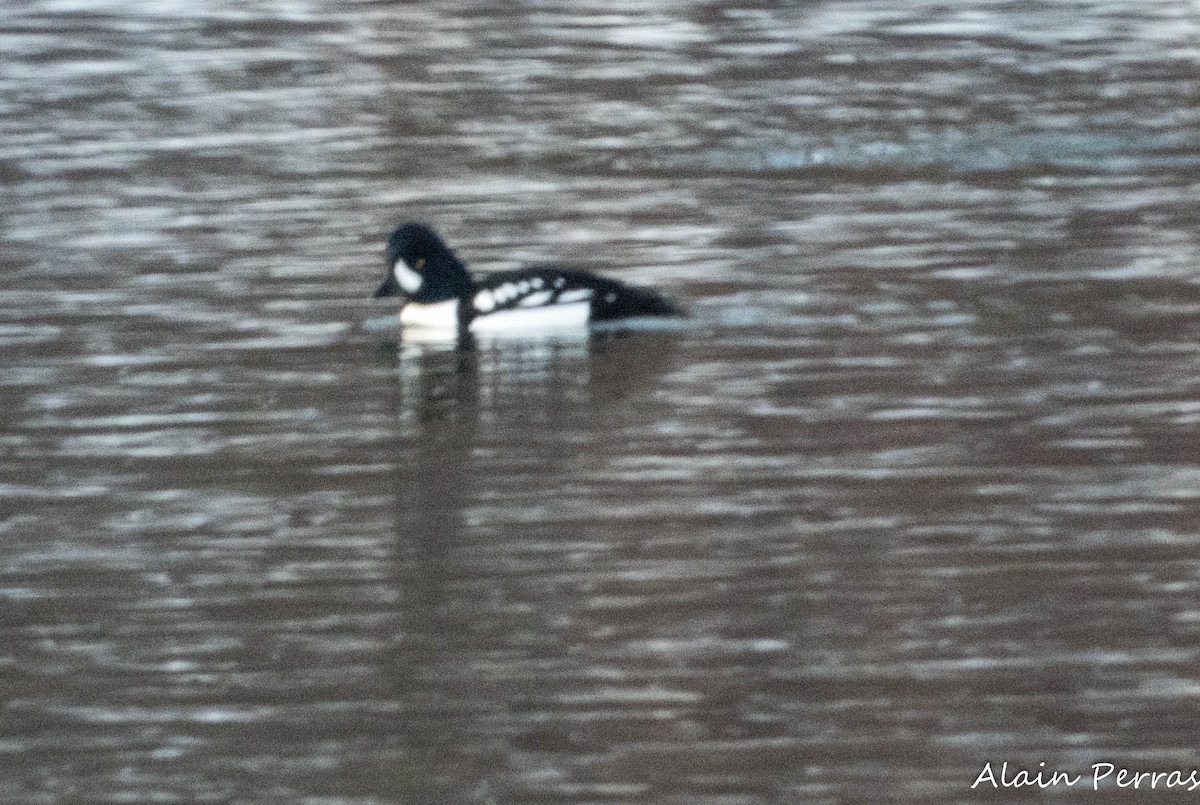 eBird Checklist - 10 Jan 2025 - Halte Turgeon-Gaudreau - 9 species (+1 ...