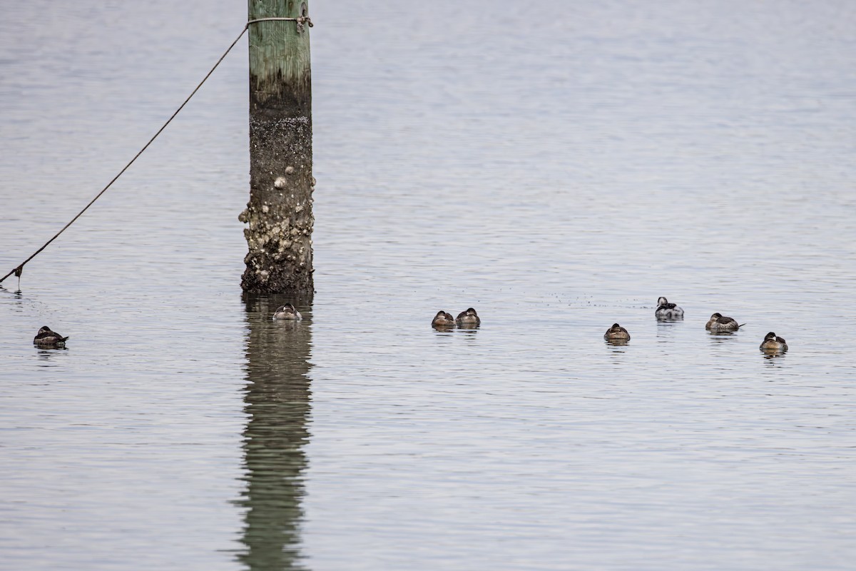 eBird Checklist - 10 Jan 2025 - Messick Point - 17 species