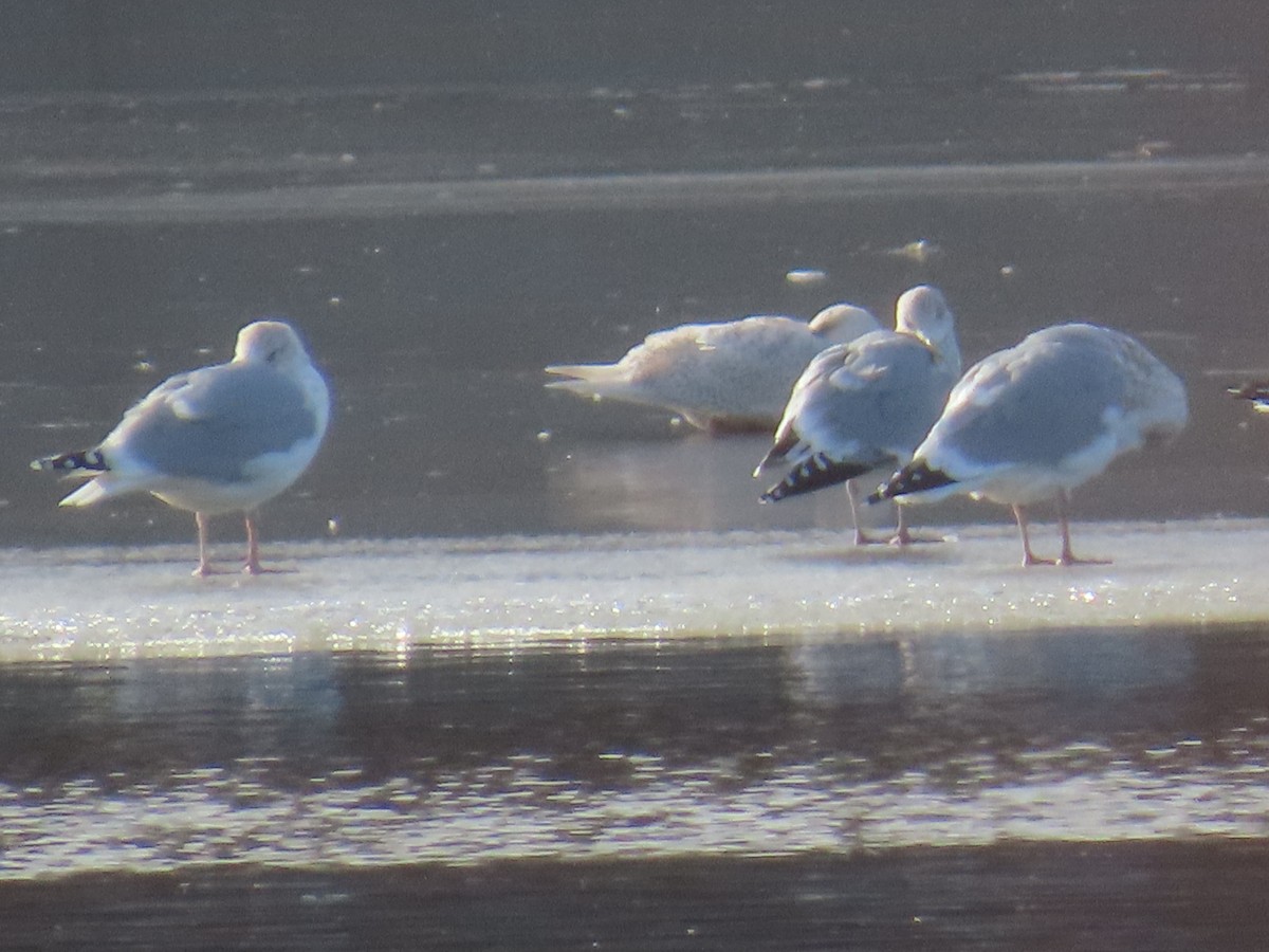 eBird Checklist - 10 Jan 2025 - Garfield Boat Ramp - 4 species