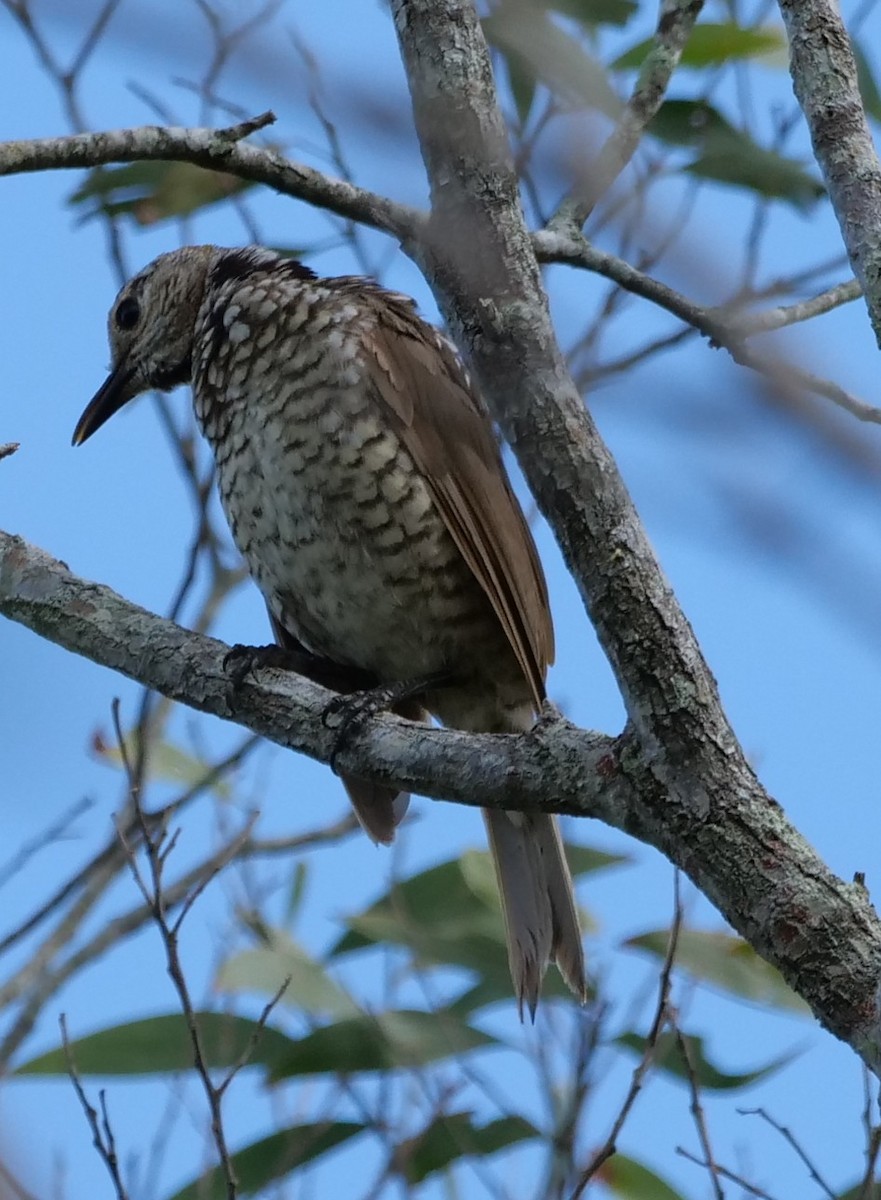 eBird Checklist - 10 Jan 2025 - Boat Mountain Nature Reserve - 26 species