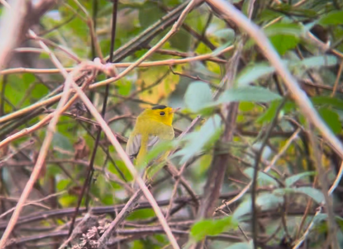 eBird Checklist - 10 Jan 2025 - Paynes Prairie Preserve SP--Bolen Bluff ...