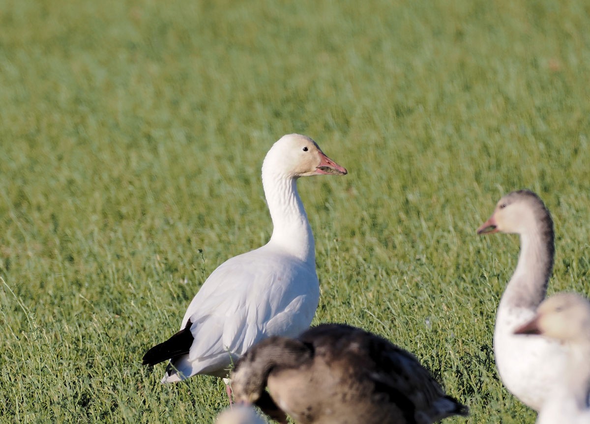 eBird Checklist - 10 Jan 2025 - Cibola NWR--Goose Loop auto tour - 51 species