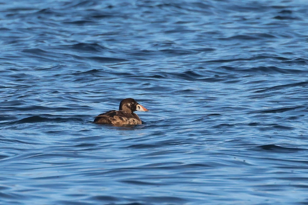 eBird Checklist - 10 Jan 2025 - Pyramid Lake--Windless Bay - 3 species