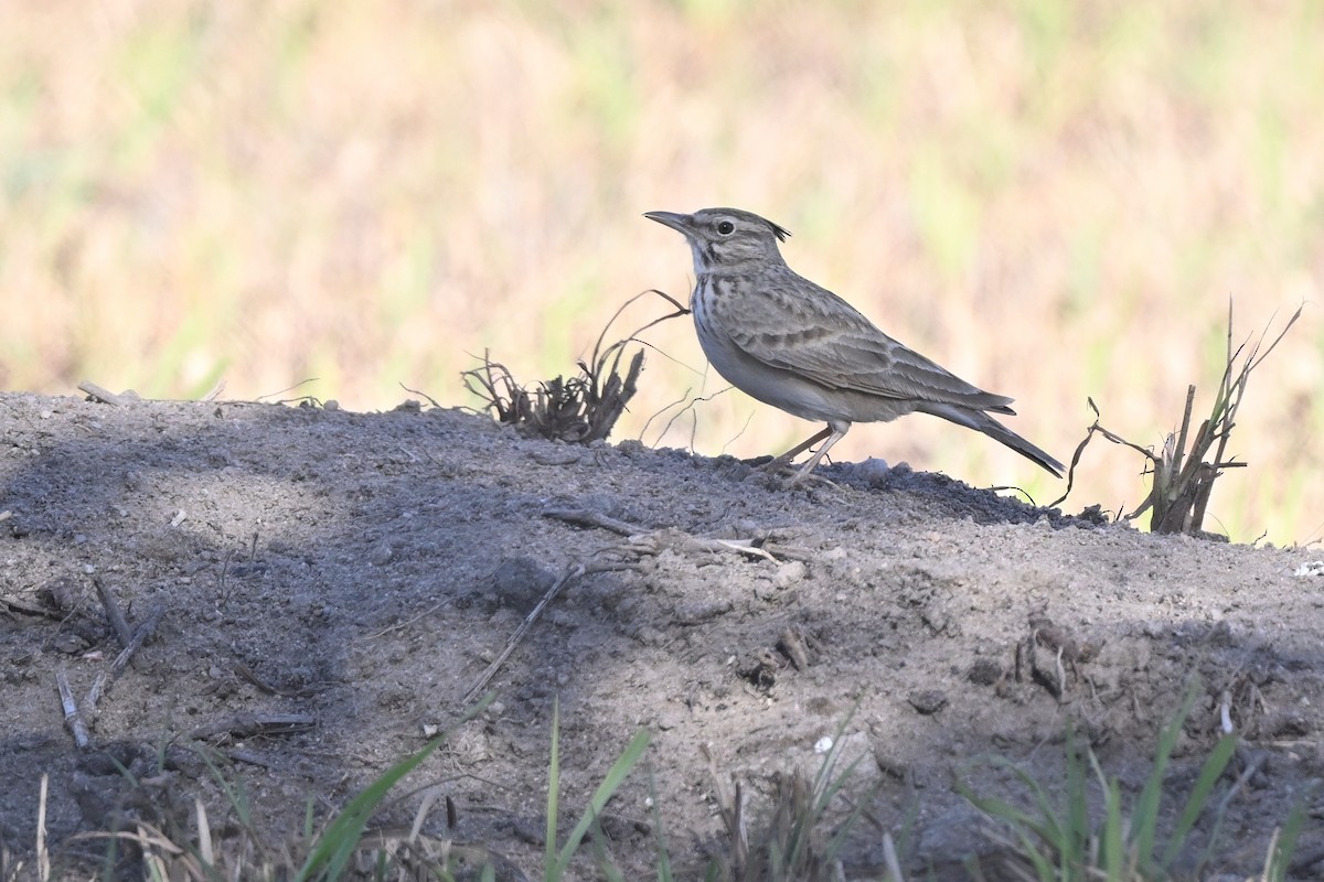 eBird Checklist - 1 Jan 2025 - Abdaly Farms, babbler site - 12 species