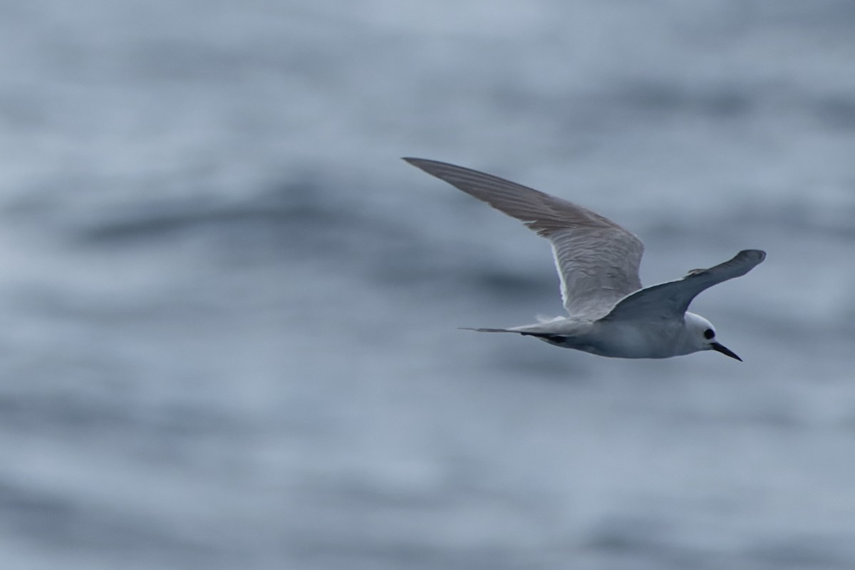 eBird Checklist - 11 Jan 2025 - Merimbula - Mallacoota Pelagic ...