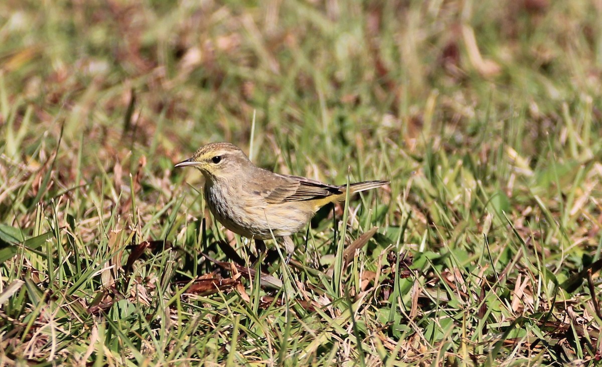 ML628908995 - Palm Warbler - Macaulay Library