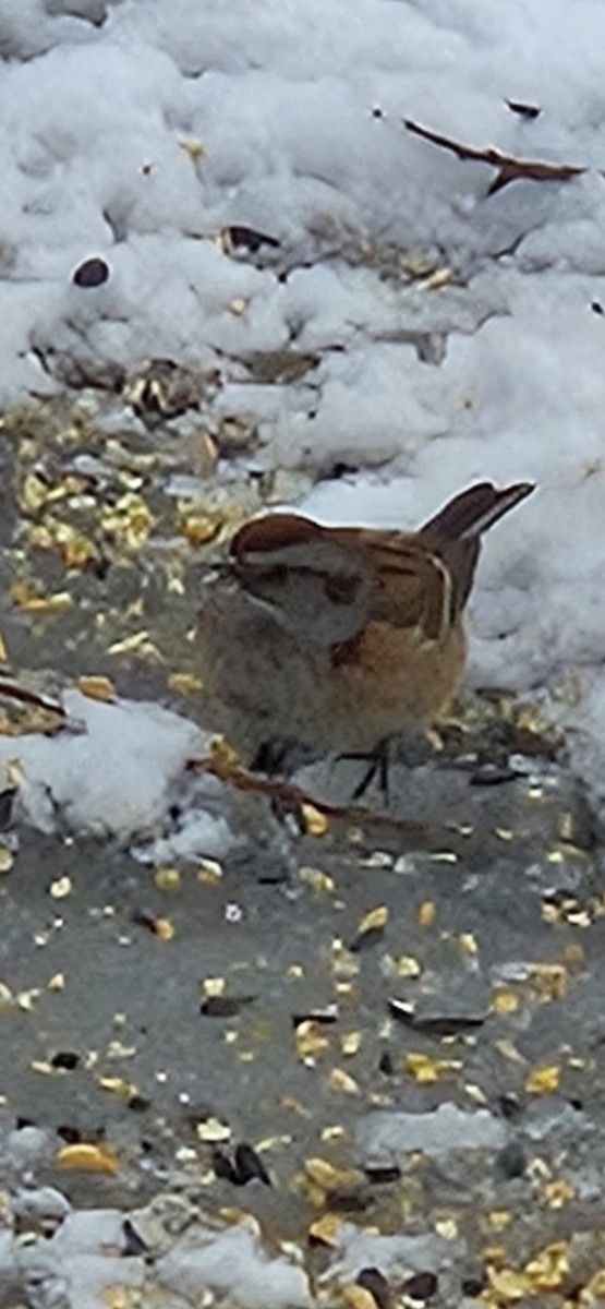 eBird Checklist - 11 Jan 2025 - Hisle Farm Park - 15 species