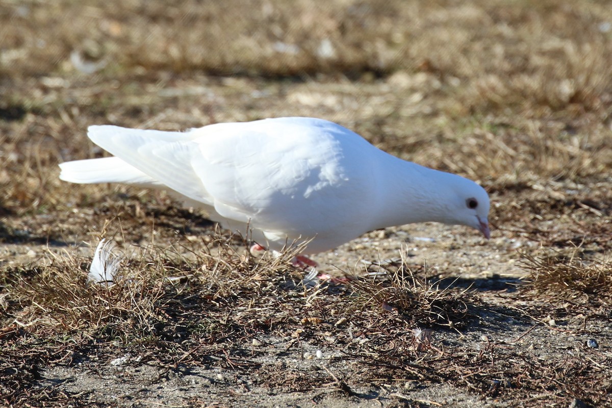 eBird Checklist - 10 Jan 2025 - Cummings Park - 5 species