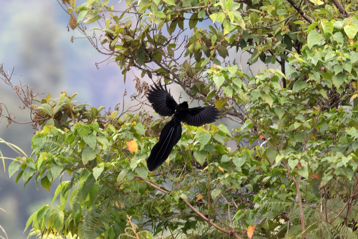 ML628919104 - Huon Astrapia - Macaulay Library