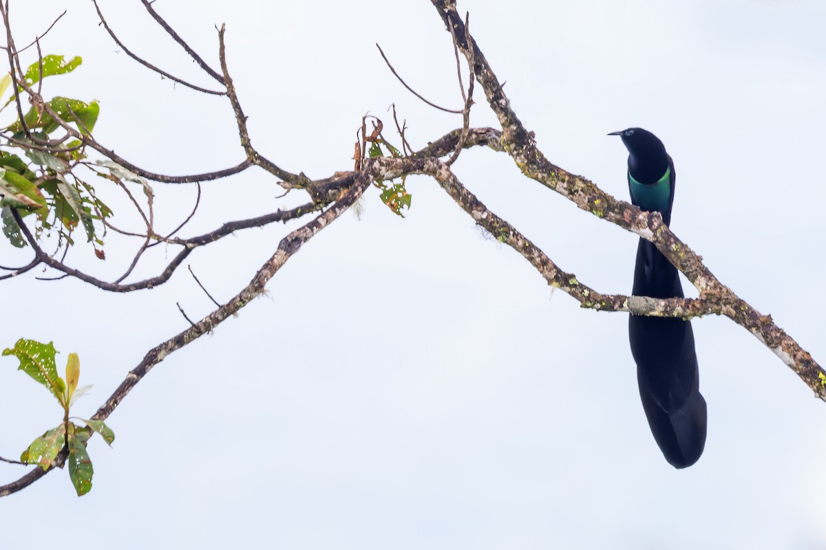ML628919116 - Huon Astrapia - Macaulay Library