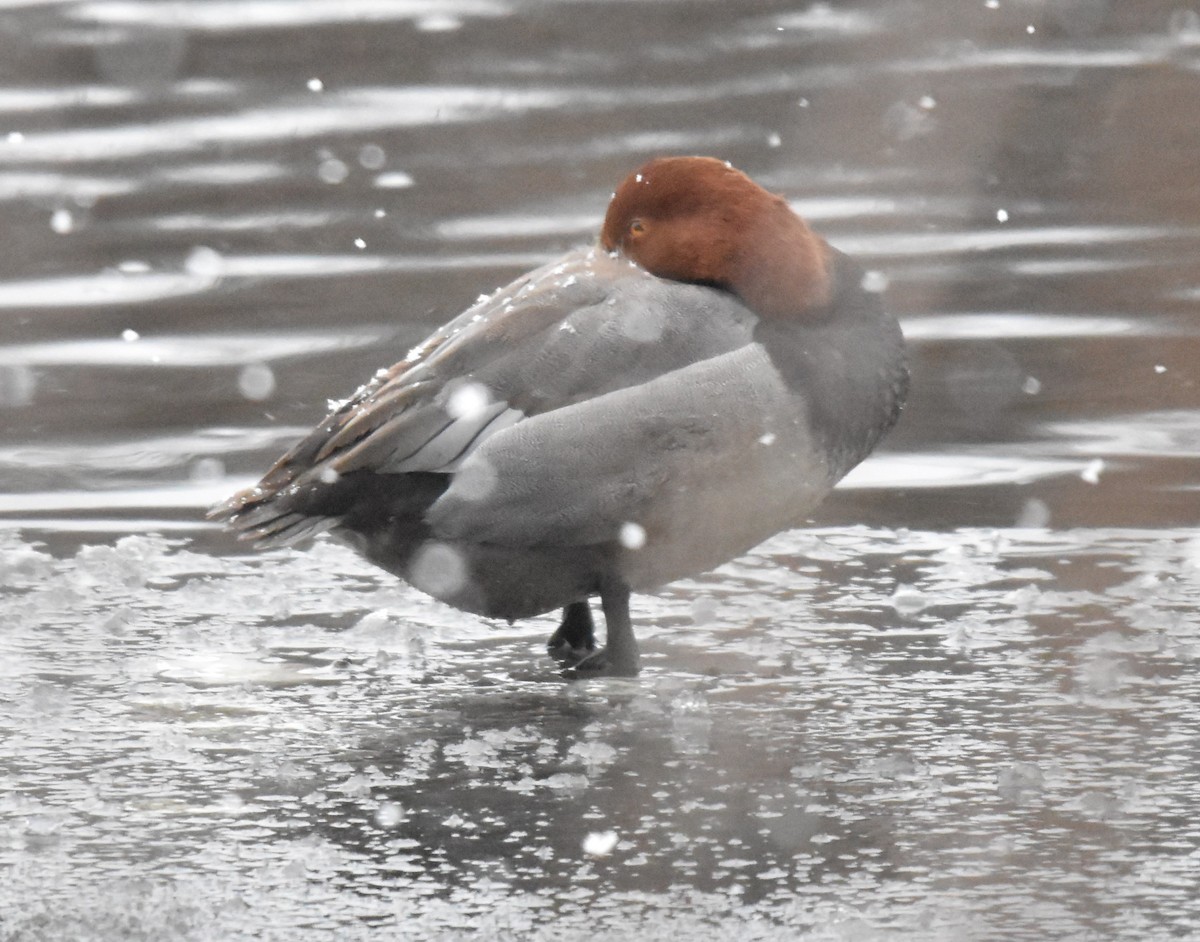 eBird Checklist - 11 Jan 2025 - James Turner Reservoir - 24 species