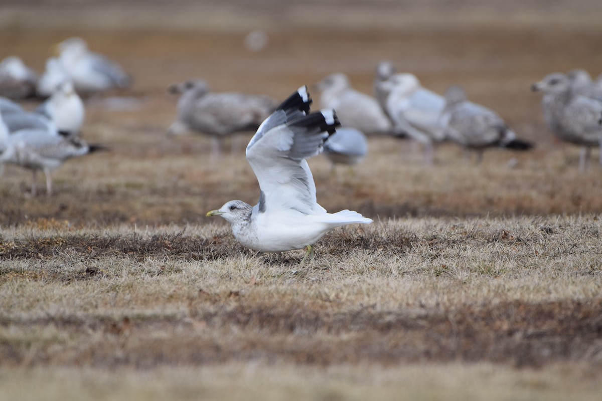eBird Checklist - 11 Jan 2025 - Cummings Park - 5 species