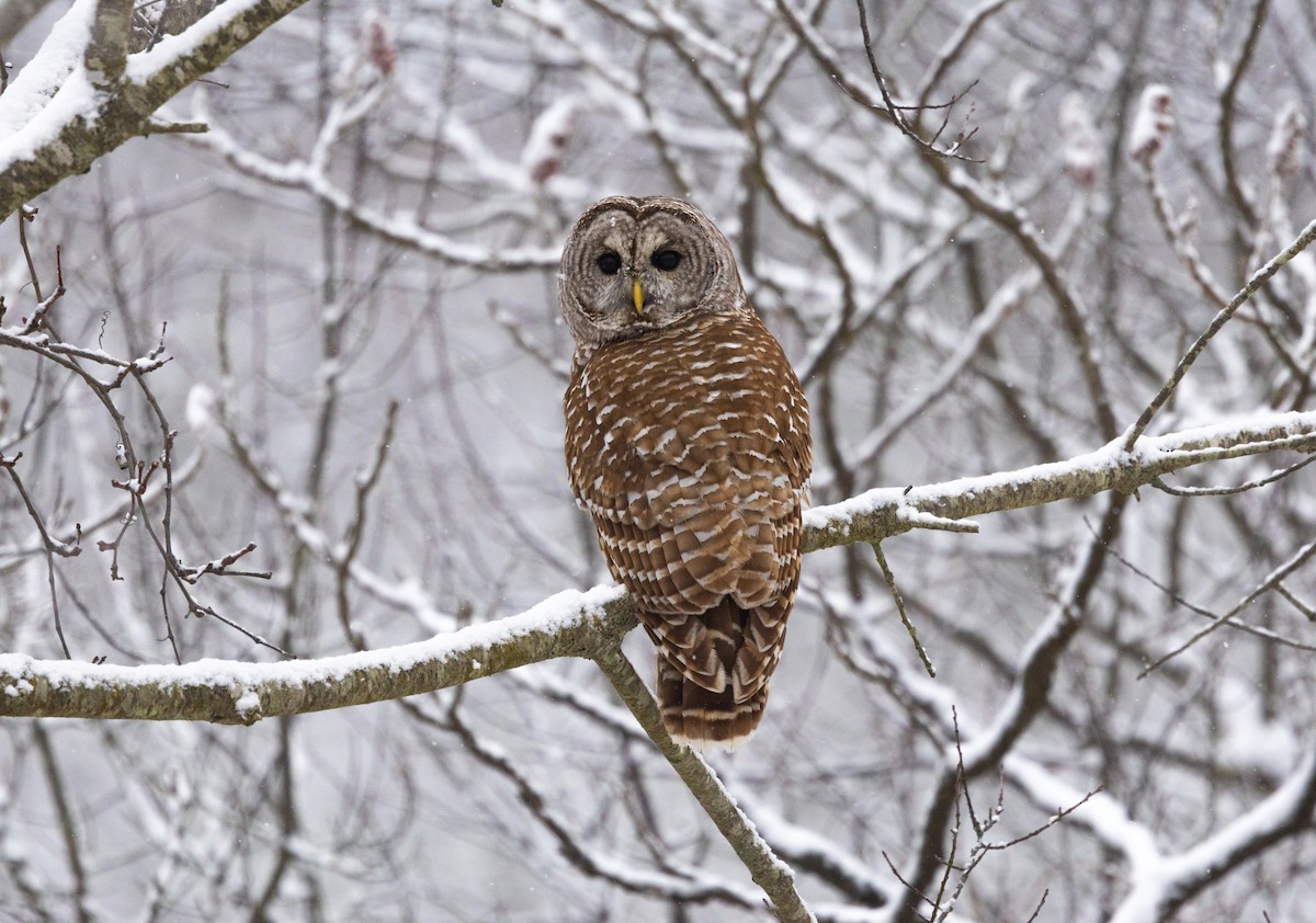 eBird Checklist - 11 Jan 2025 - Parker River NWR - 18 species