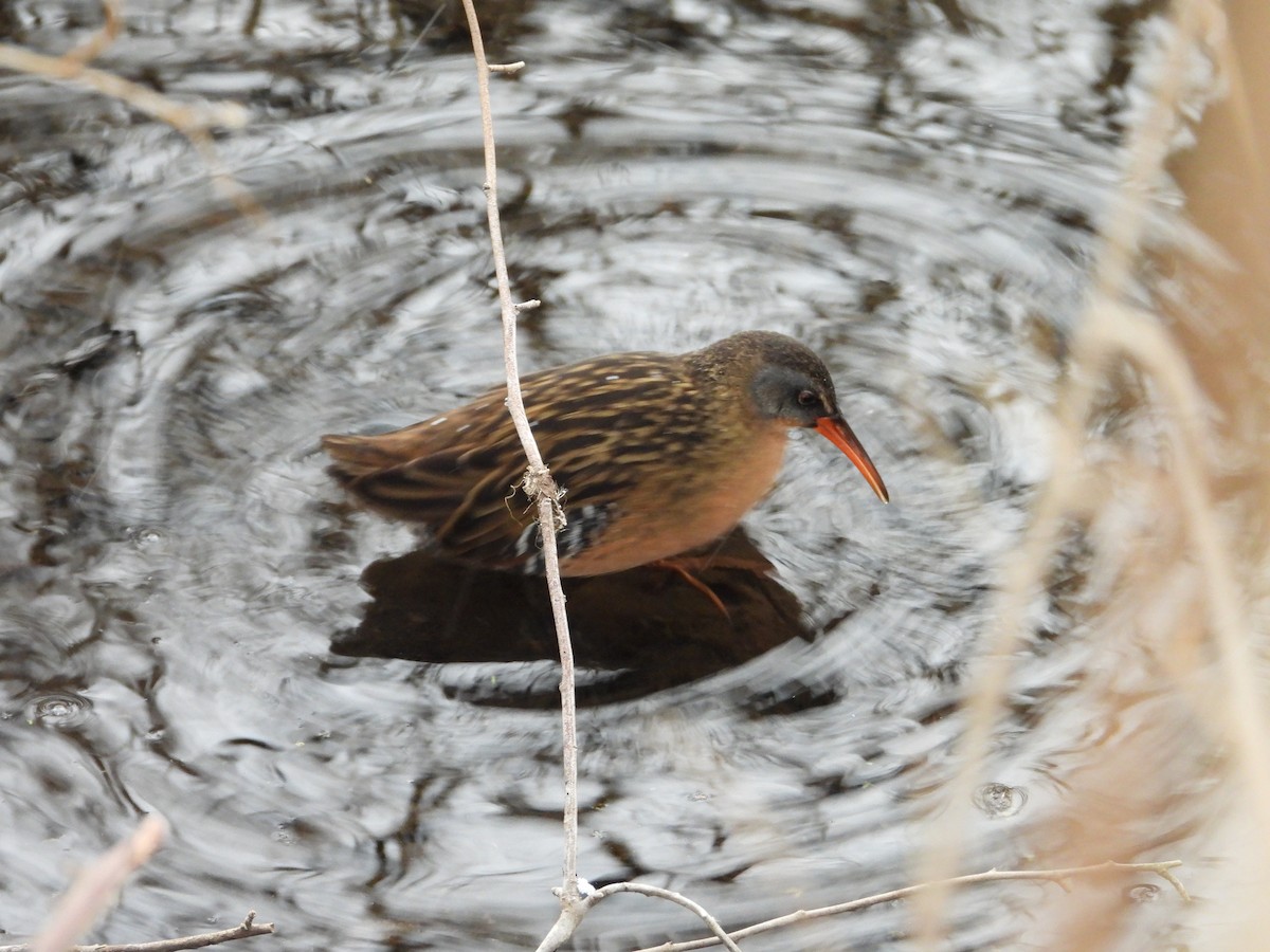 eBird Checklist - 11 Jan 2025 - Mendon Ponds Park--Quaker Pond Trail ...