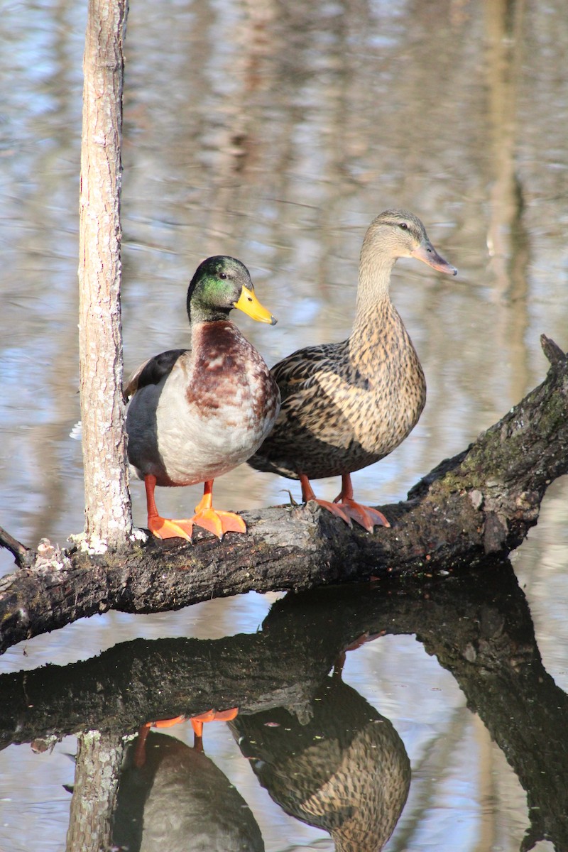 eBird Checklist - 11 Jan 2025 - Stumpy Lake Natural Area - 18 species
