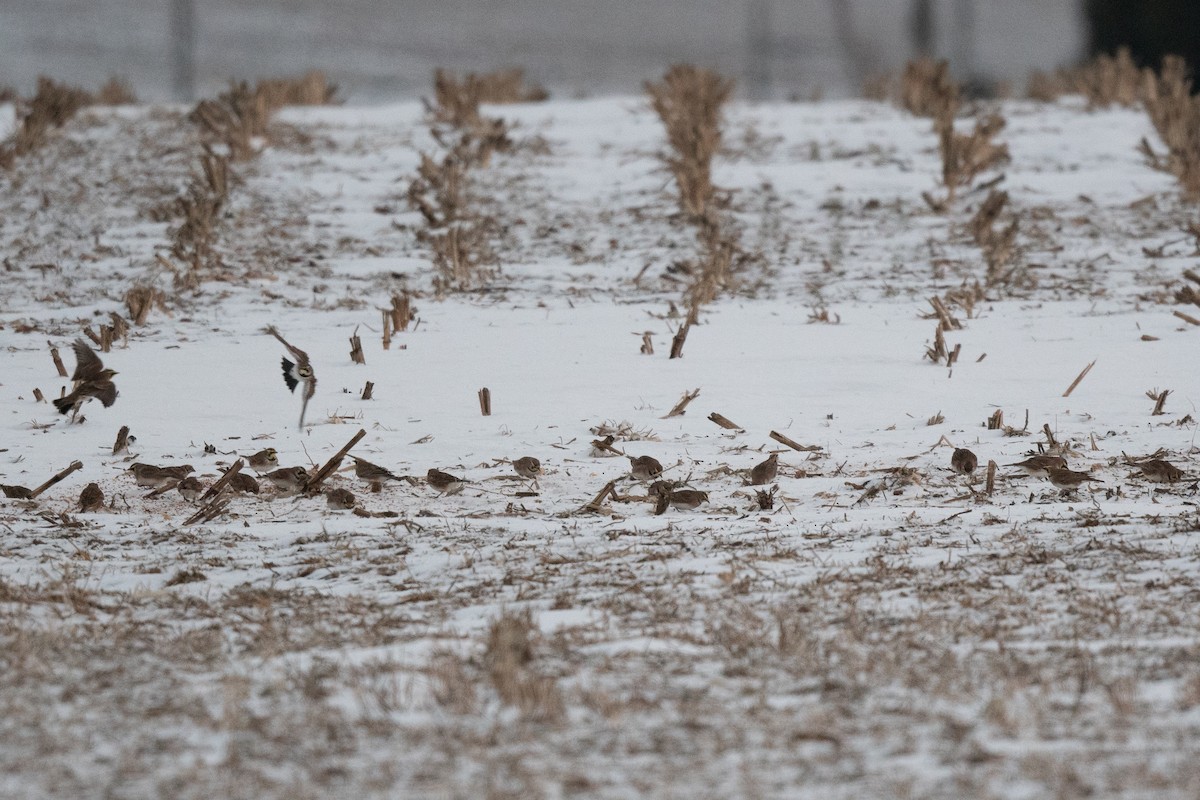 Pennsylvania Bird Atlas Checklist - 11 Jan 2025 - Homestead Rd. Farm Fields (roadside access ...