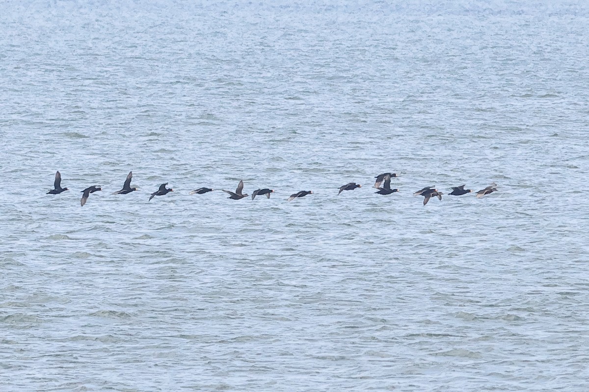 eBird Checklist - 11 Jan 2025 - Shark River Inlet - 9 species