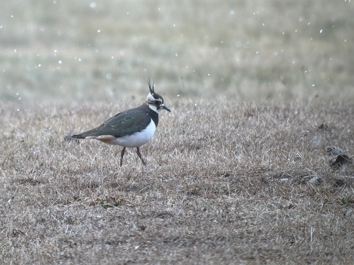 eBird Checklist - 11 Jan 2025 - Fort Rodman - 22 species