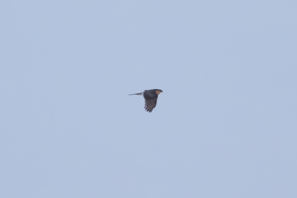 eBird Checklist - 11 Jan 2025 - Burve Road - 7 species